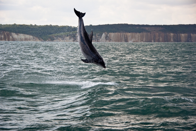 Amorous dolphin forces bathers ashore in Finistère – Pas De Merde